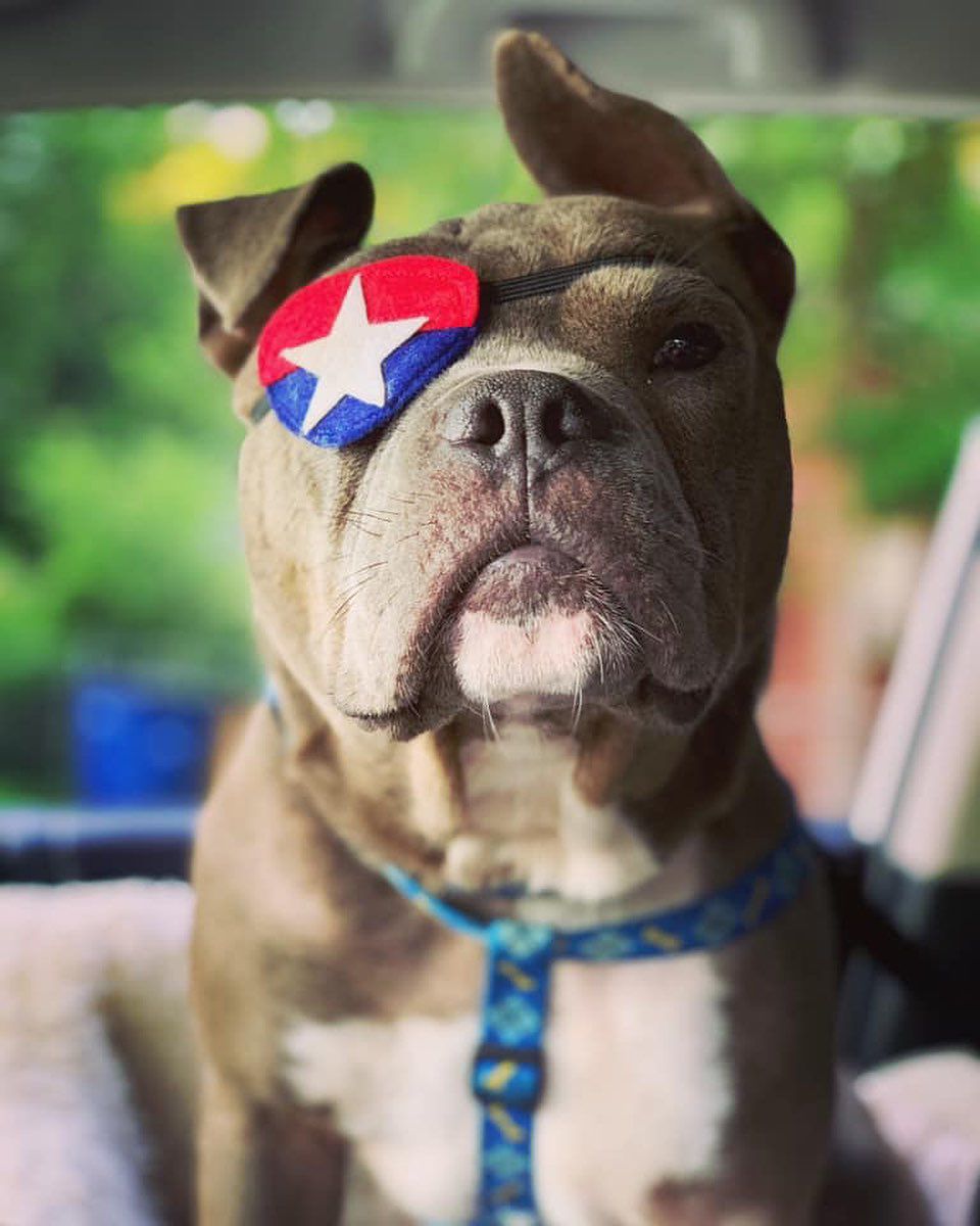 "Captain America" Looking for Forever Home