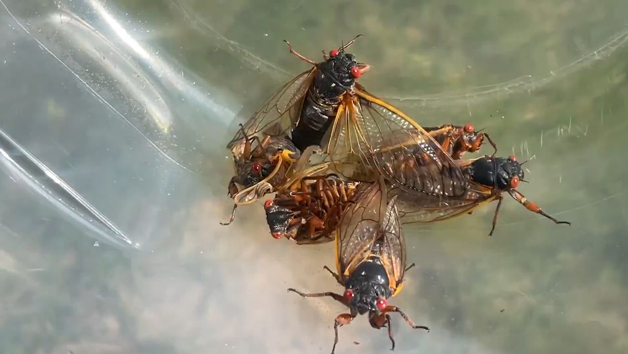 Cicadas are here: How to protect your car in Wisconsin