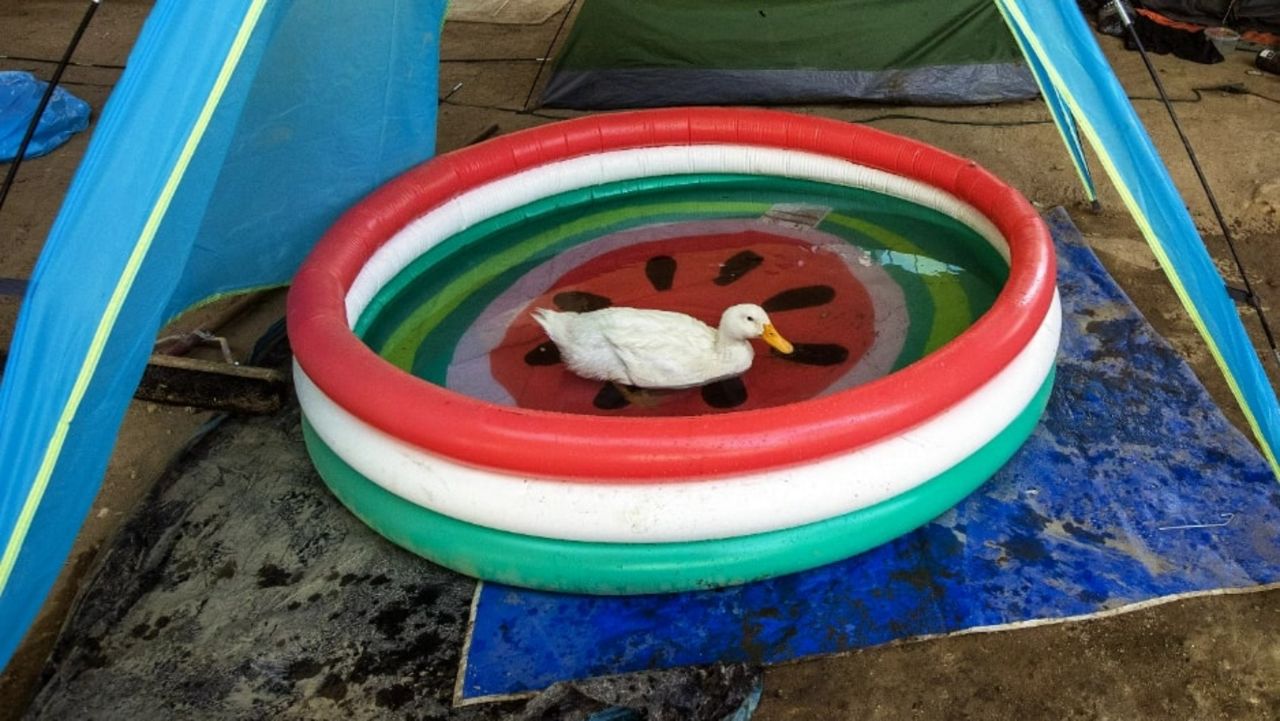 How a homeless woman and her emotional support duck live