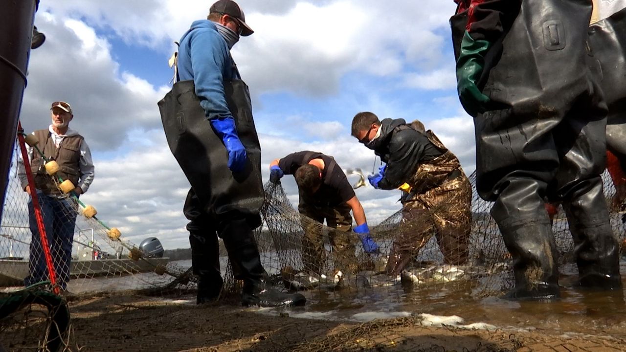 Agencies use underwater noise, herding to trap invasive carp