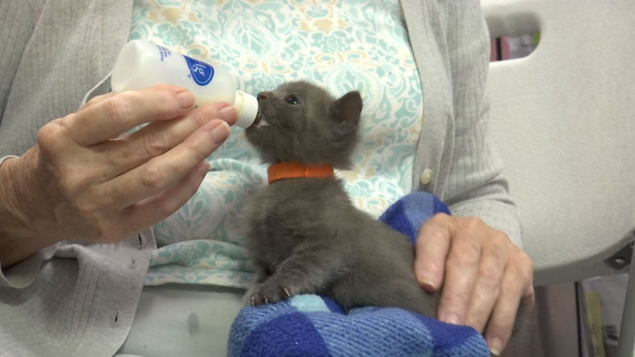 Charlotte shelter at capacity for cats