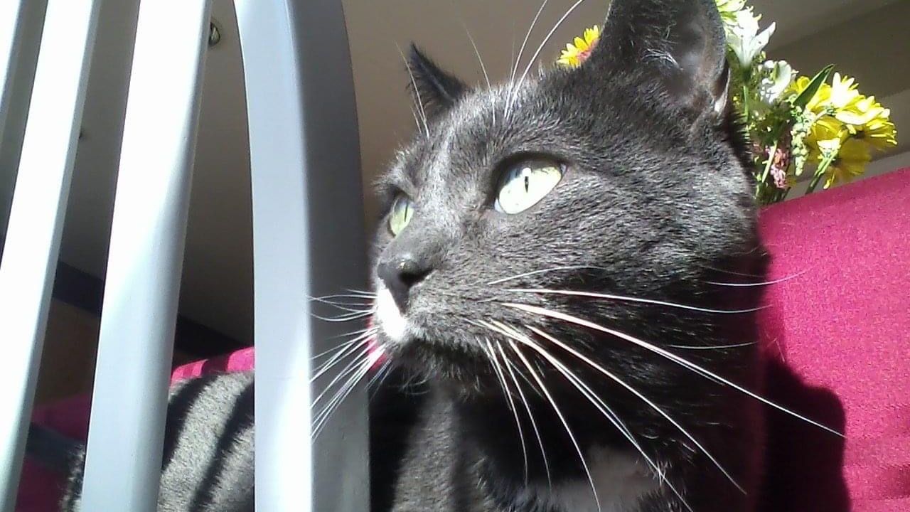 Why cats may run on solar energy