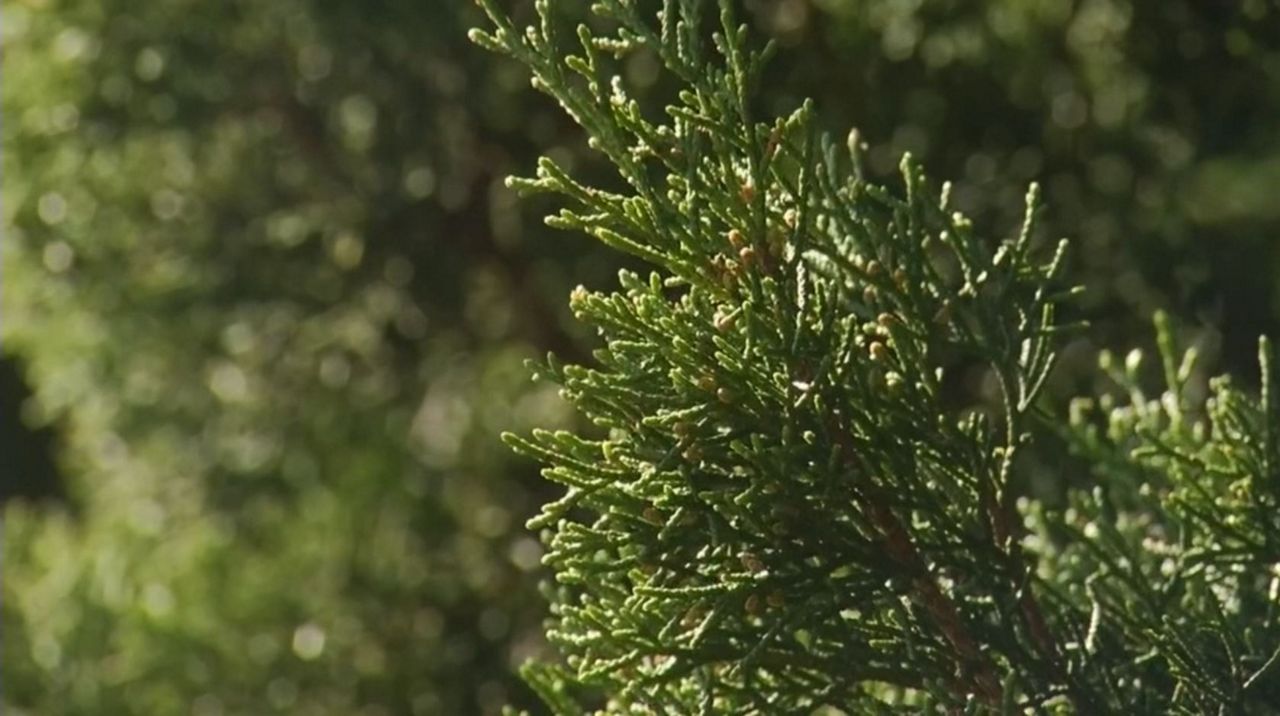 Cedar Fever Creeps Back Into the Lives of Allergy Sufferers