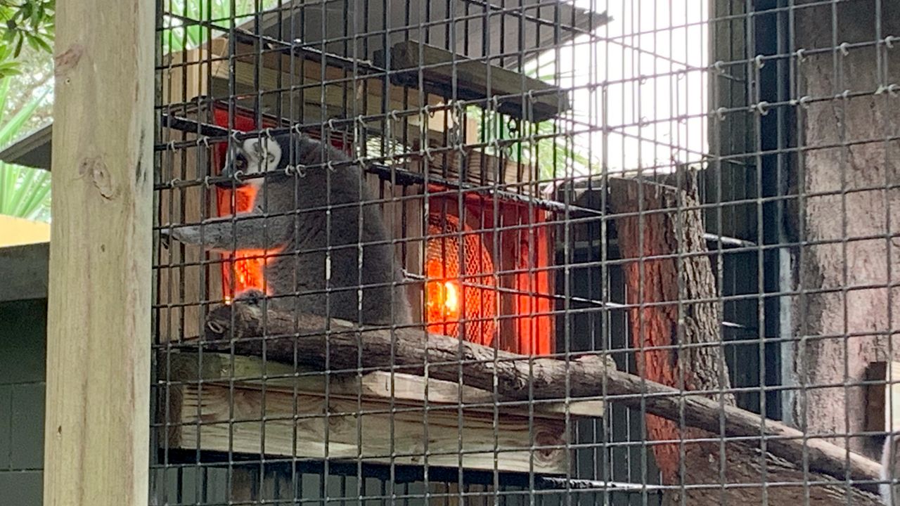 Central Florida Zoo prepares animals for the coming cold
