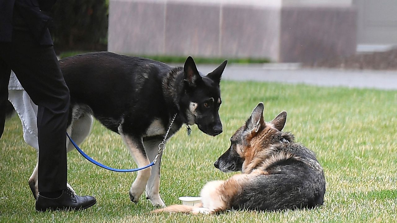 President Biden's eldest dog Champ passes away