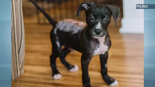Charlotte Rescue Group Treats Severely Burned Dog