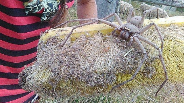 Photos of Massive Rescued Spider Go Viral as Arachnophobes Cringe in Horror