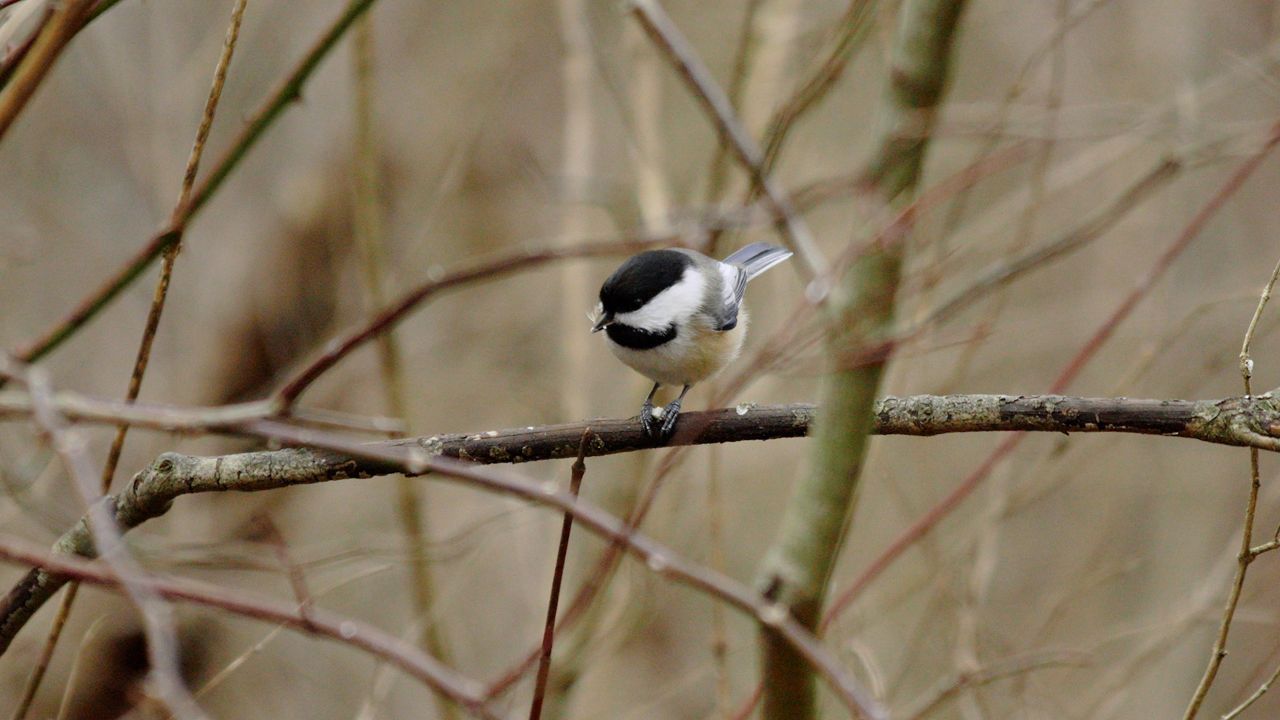 Exploring Ohio: Hand-feeding Chickadees