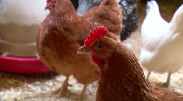 Recall Issued for 4.5 Million Pounds of Fully Cooked Chicken Products