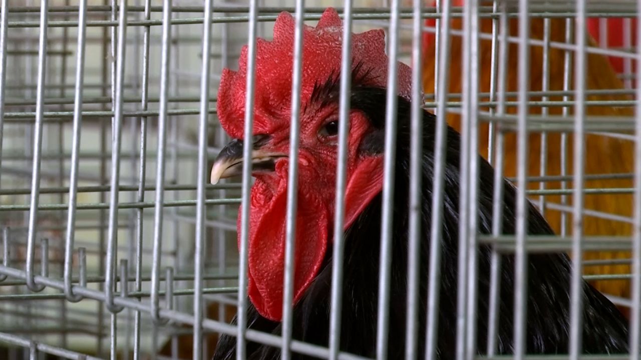 Poultry showing continues, Ohio State Fair monitors Bird flu