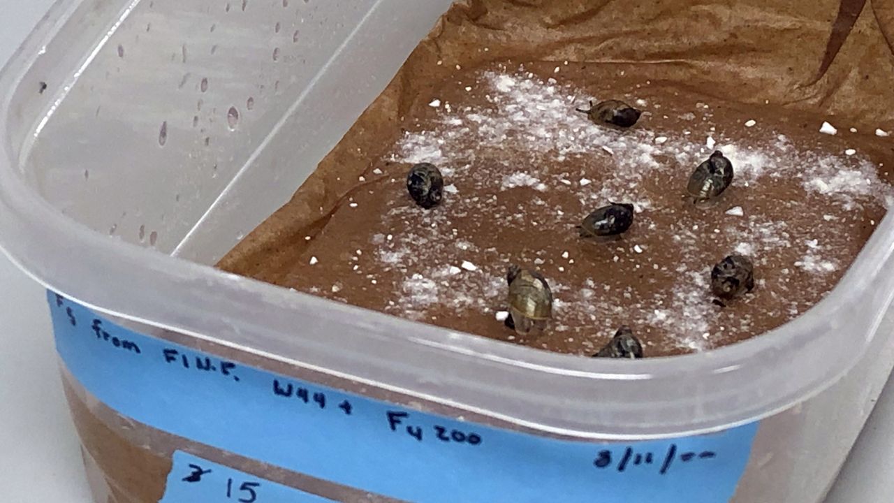 SUNY-ESF scientists saving endangered snails
