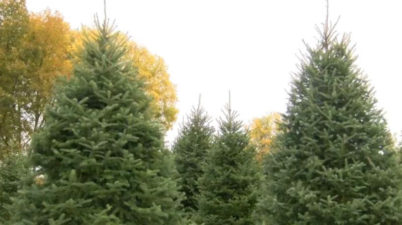State Christmas Tree Competition Held in Newland