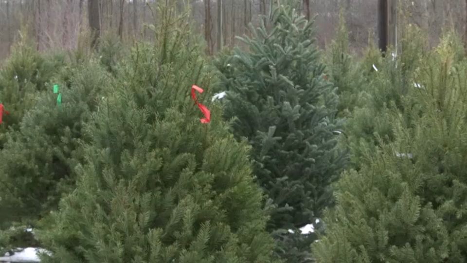 Adams Nursery & Garden Center Provides Christmas Trees to Frontline Workers