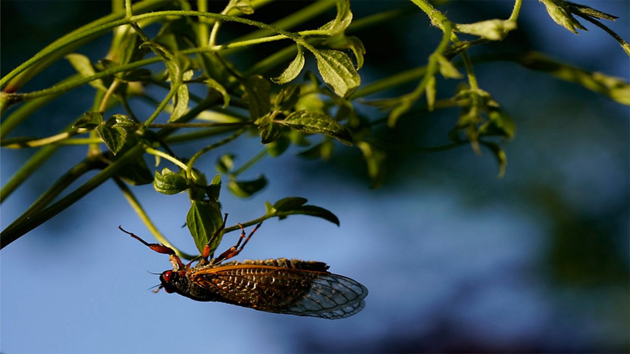 Billions of cicadas to buzz in Missouri this summer