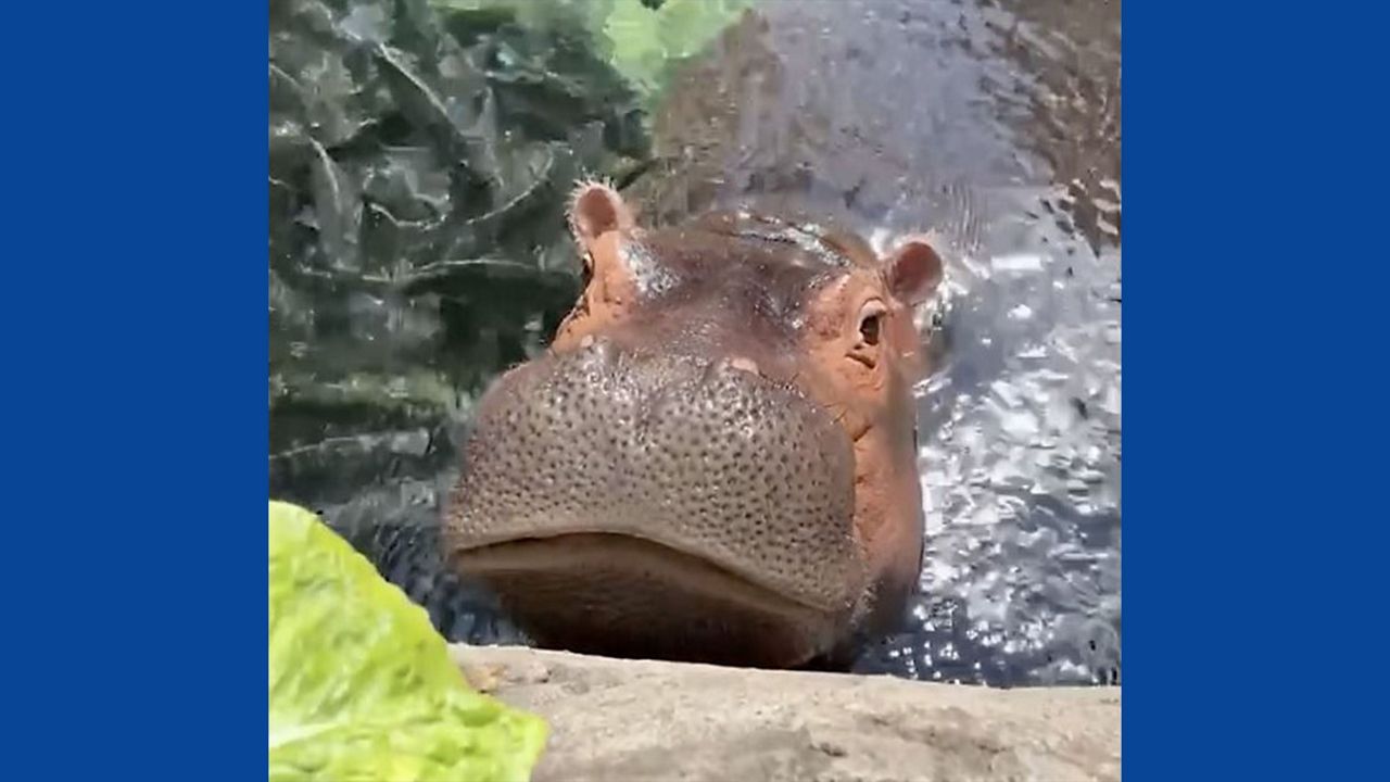 Cincinnati Zoo hippo Bibi expecting new baby
