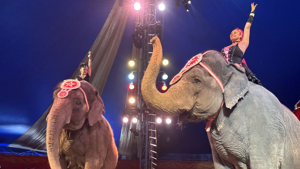 elephant tricks circus