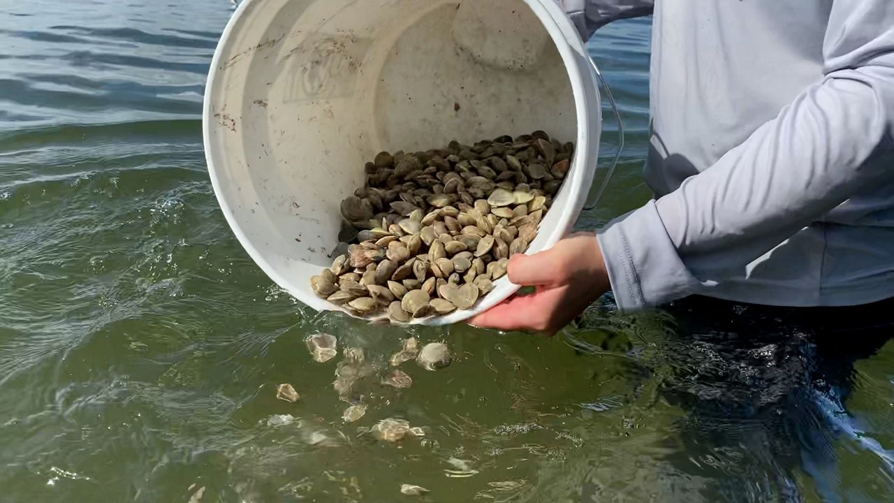 Clam restoration project underway at Indian River Lagoon