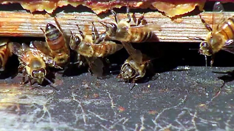 Climate change beekeepers honey bee winter