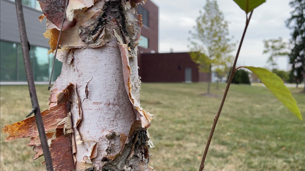 BCTC celebrates ‘tree week’ with tree art