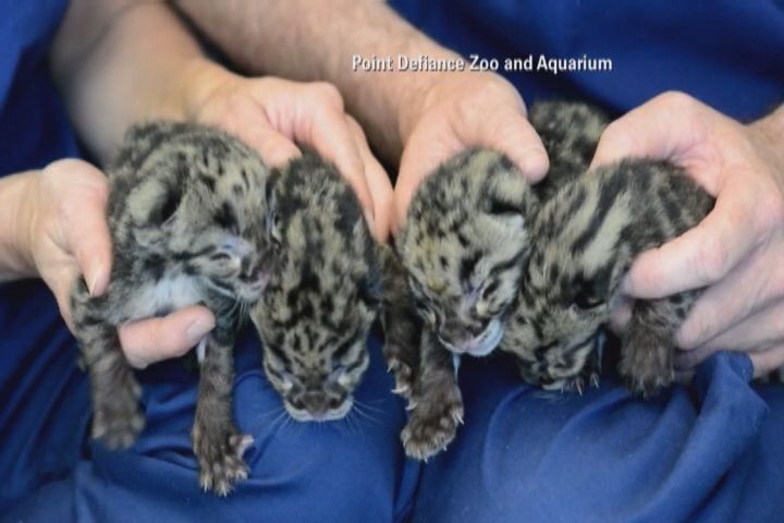Rare Clouded Leopard Quadruplets Born in Washington Zoo