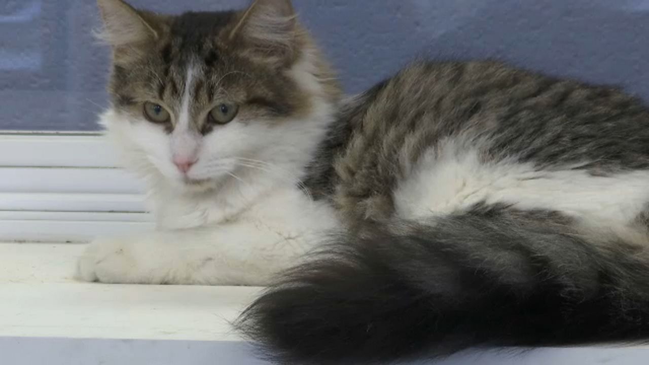 After Year of Renovations, HumaneCNY Reopens