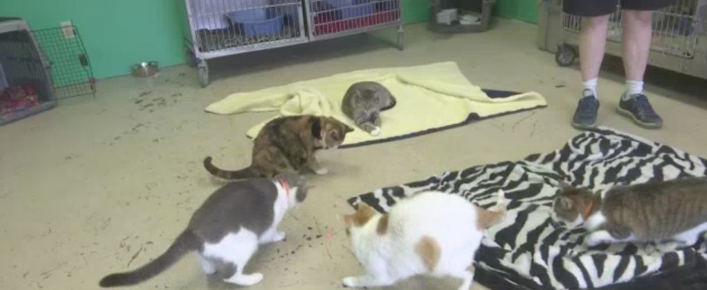 CNY Humane Society changing locations