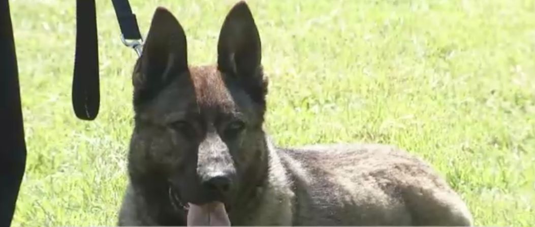Syracuse Police welcomes six new canines to the force