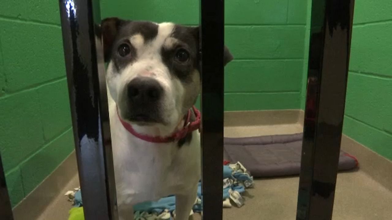 Helping Hounds Honors Dedicated Volunteer