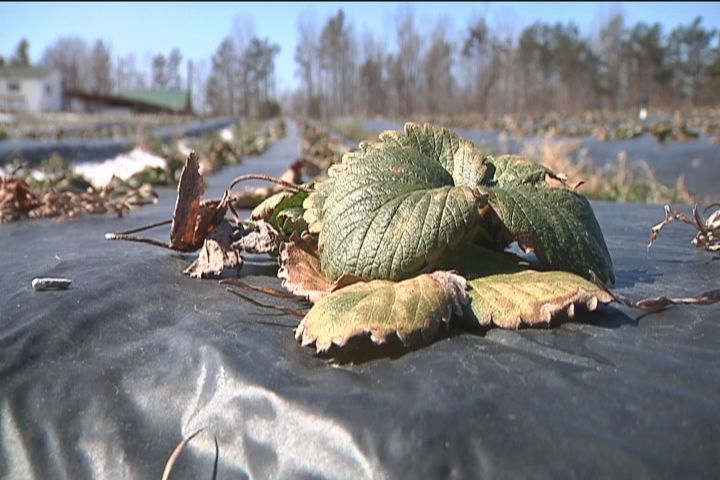 Farmers Working to Protect Crops During Extreme Cold