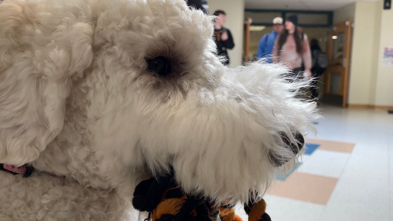 Three poodles providing comfort in Lee Public Schools