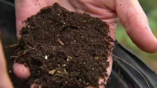 Find Out the Difference Between Compost and Mulch
