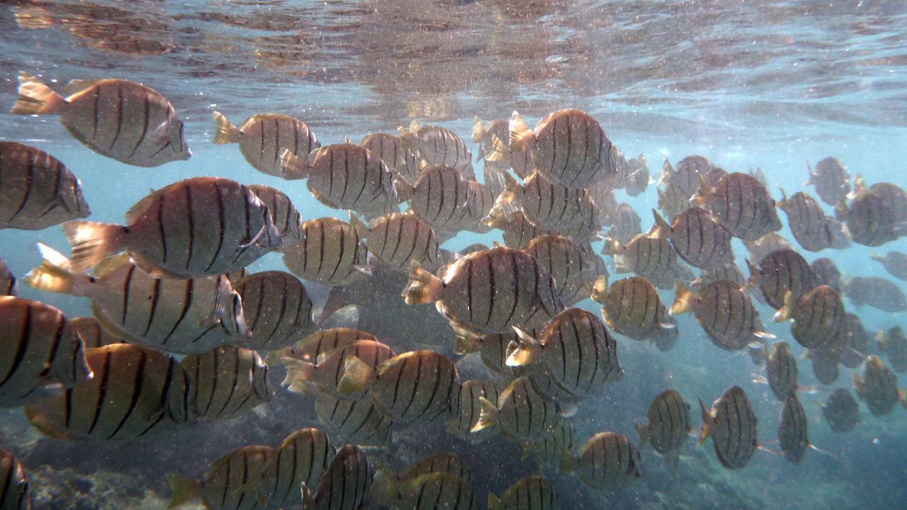 New fishing rules to help preserve reef fish populations
