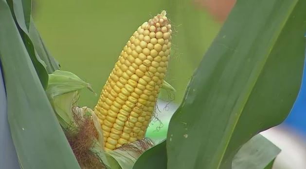 New festival has Windsor community feeling corny