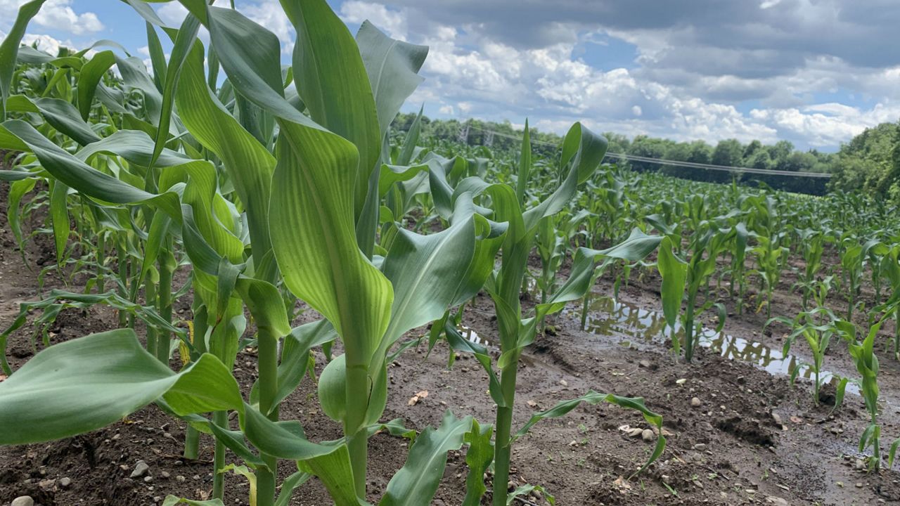 Major Crop Growth Stunted Due to Drought Conditions