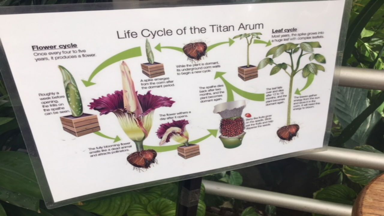 corpse flowers bloom uncc