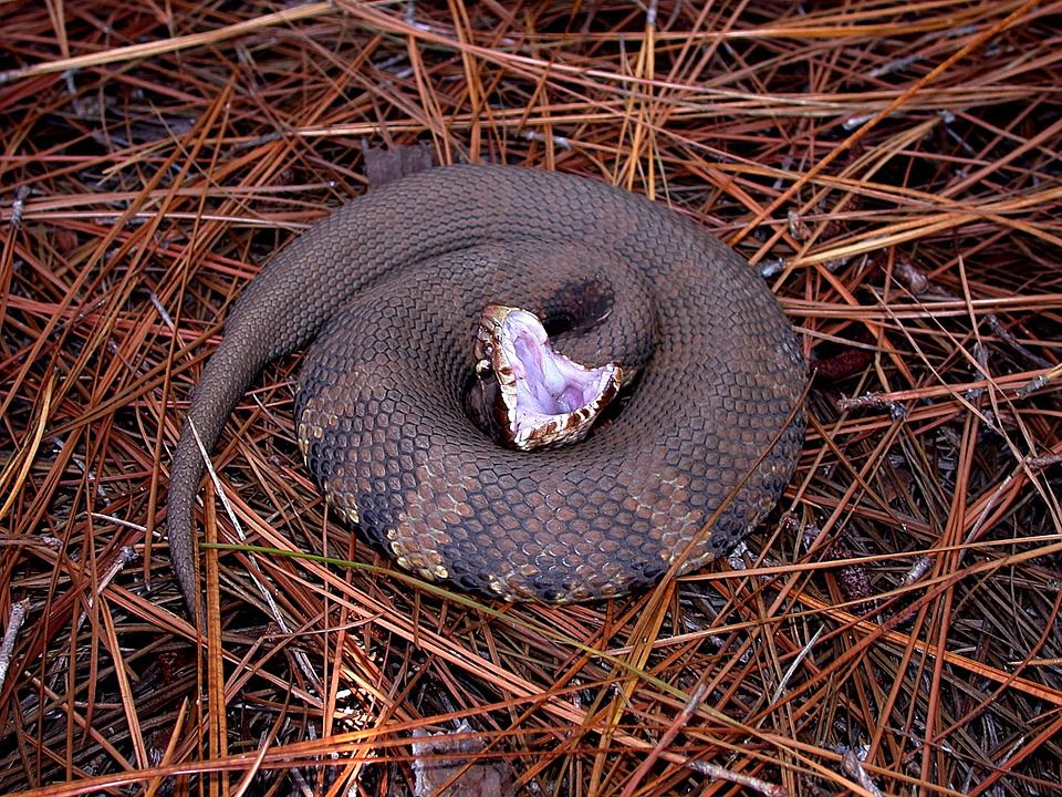Most common snakes in NC