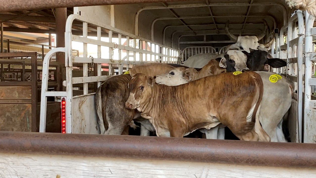 Texas ranchers are forced to sell cattle in extreme heat