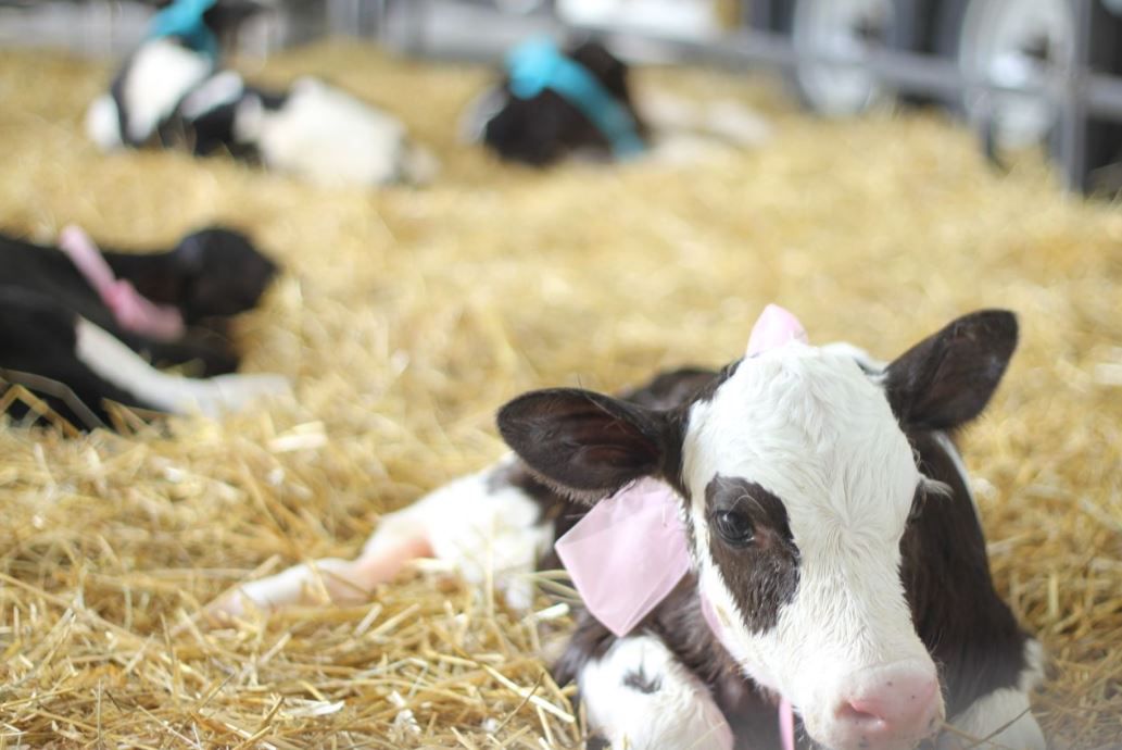 'Udder' Miracle at the Fair's Dairy Cow Birthing Center