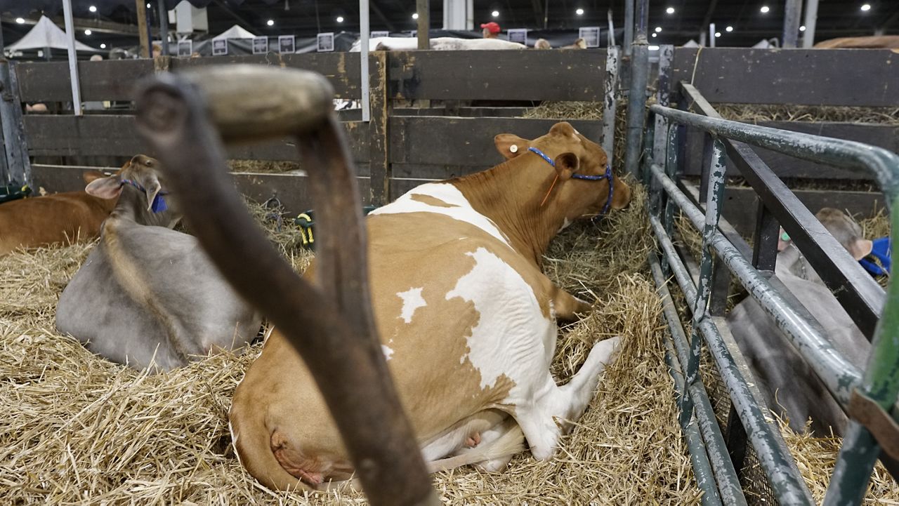 Showing cattle at the state fair