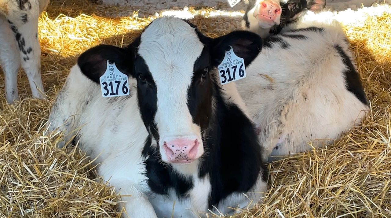 Keeping livestock warm through Wisconsin winters