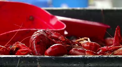 Syracuse Crawfish Festival Goes on Despite Rain