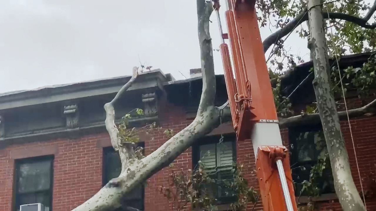 Tree That Crashed Into Brooklyn Home Removed by City