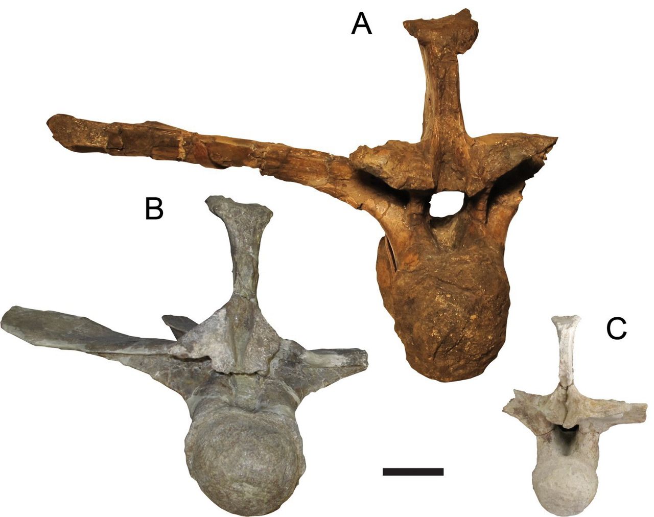 Study: Bus-Sized "Terror Crocodiles" Roamed North America