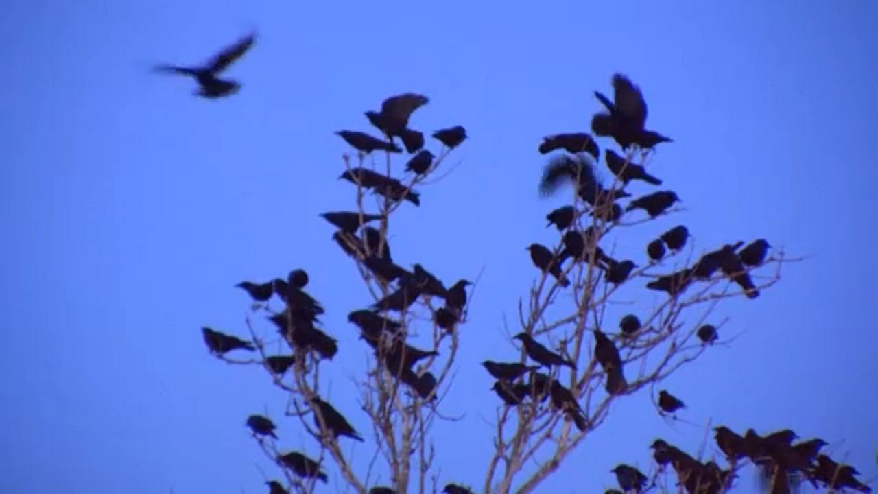 The Crows Are Back in Rochester; City Working to Scare Them Away