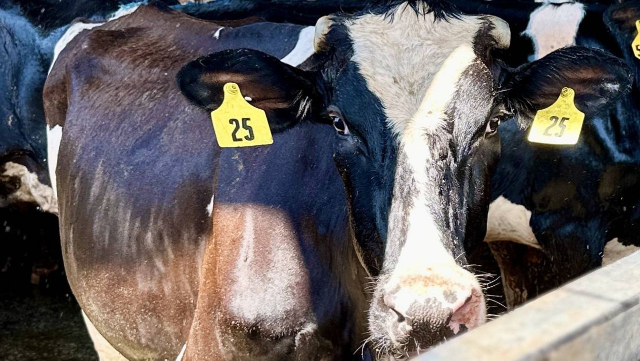 Local dairy tour guide shares love of farm life