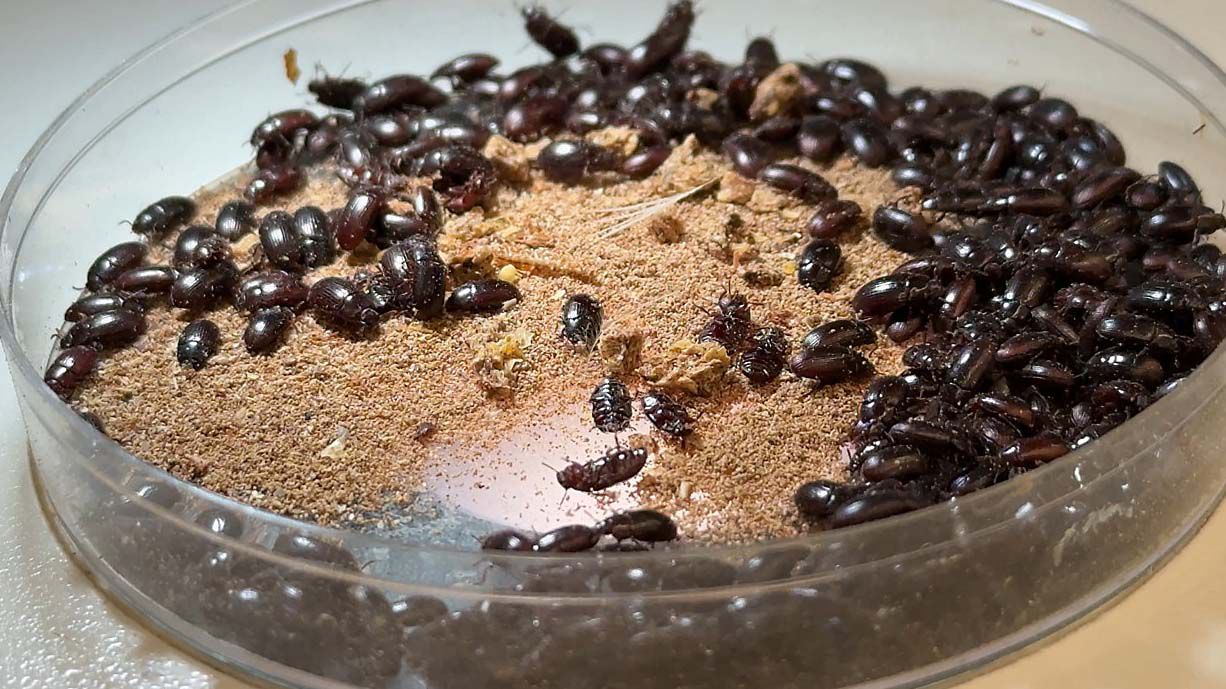 NC research develops insecticide safe for chicken houses