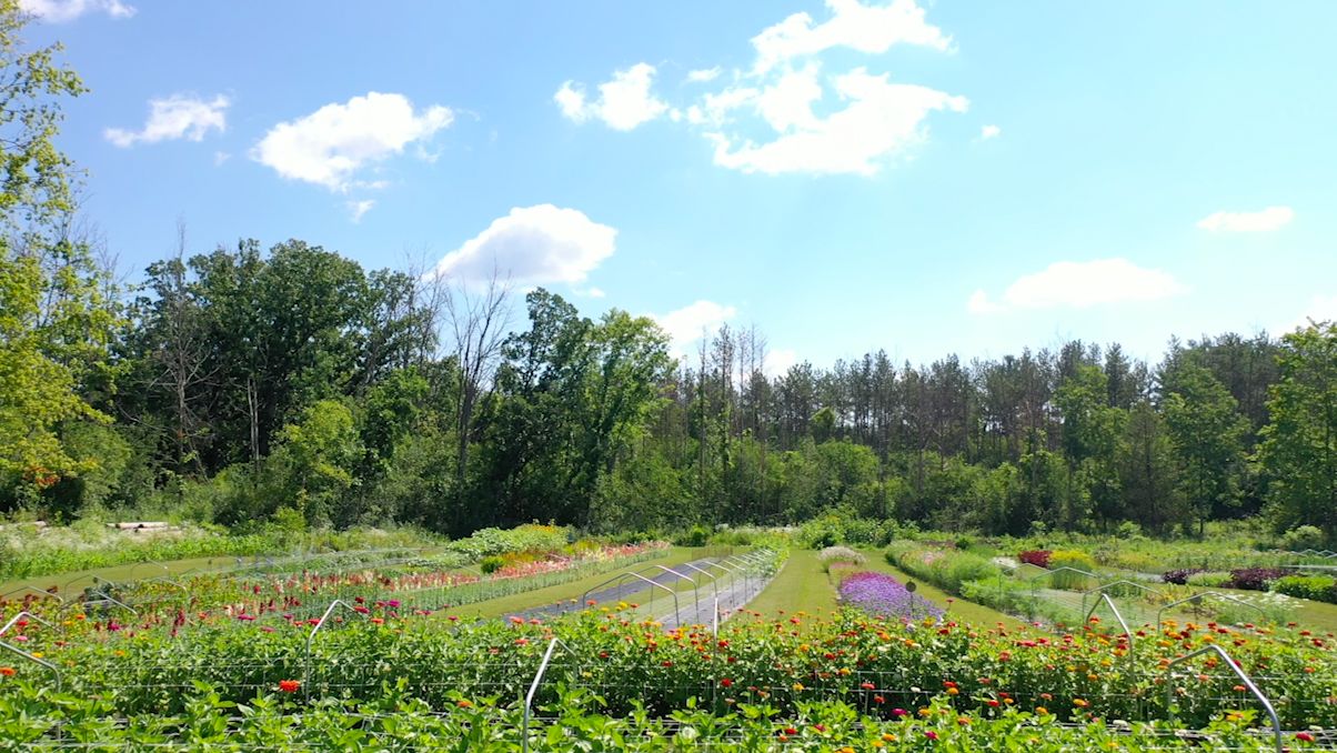 Family creates “you-pick” flower field with hard work