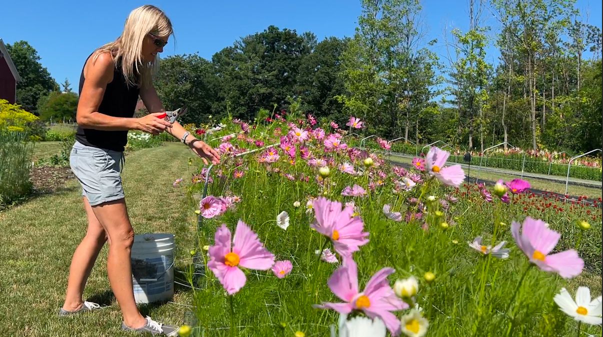 Family creates “you-pick” flower field with hard work