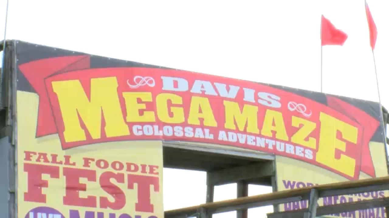 Despite the rain, Davis Mega Maze ready for its 25th year