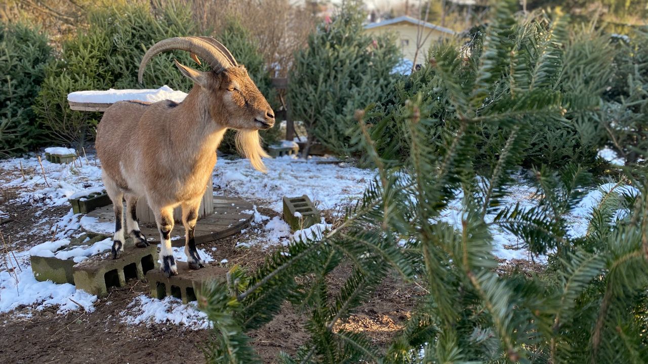Goats are Making the Most of Old Christmas Trees in Albany
